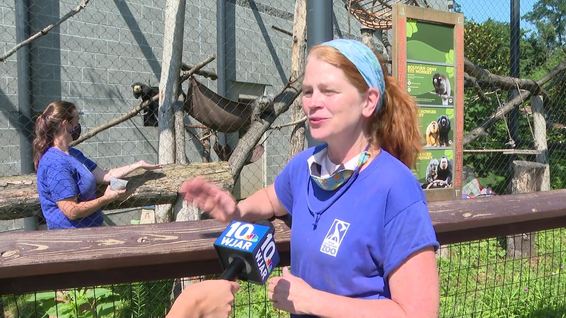 This saki monkey is a huge fan of Suni Lee | NBC Olympics